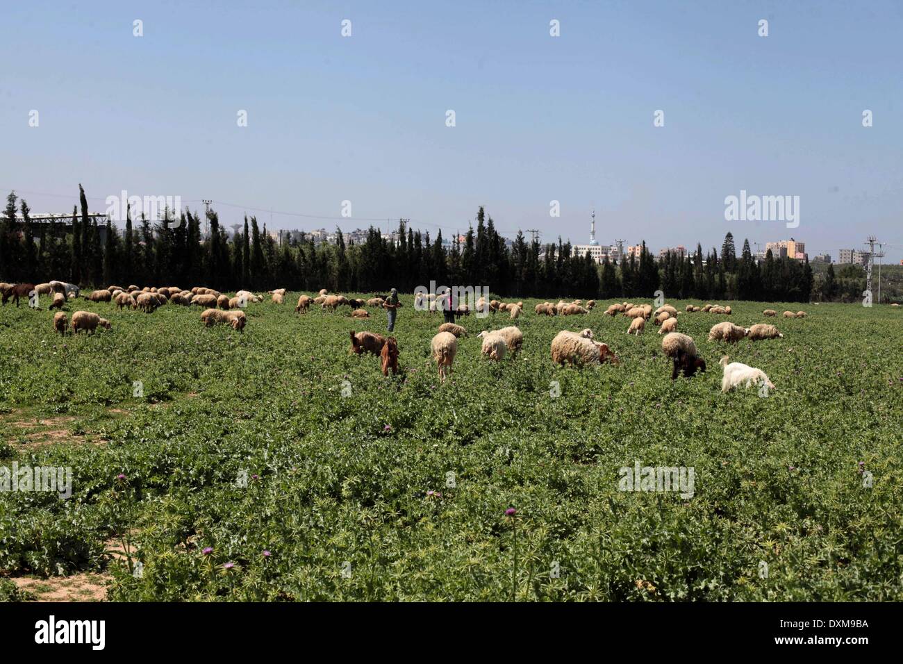 Beit Hanoun, Gaza Strip, Palestinian Territory. 27th Mar, 2014 ...