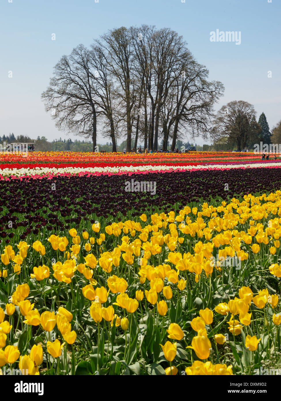 Image of tulip field at the Wooden Shoe Tulip Farm Woodburn Oregon, USA ...