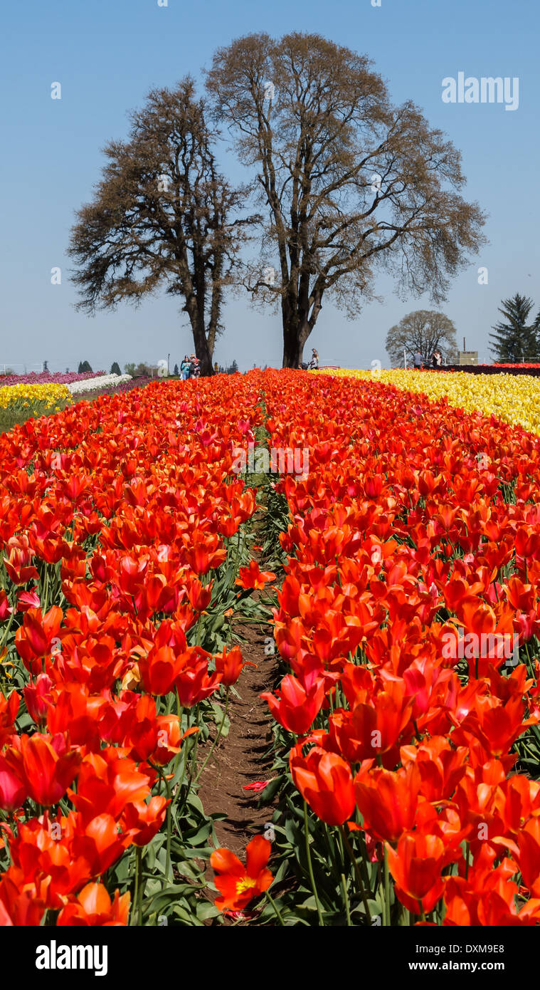 Image of a tulip field at the Woodburn Tulip Farm, Woodburn Oregon, USA ...