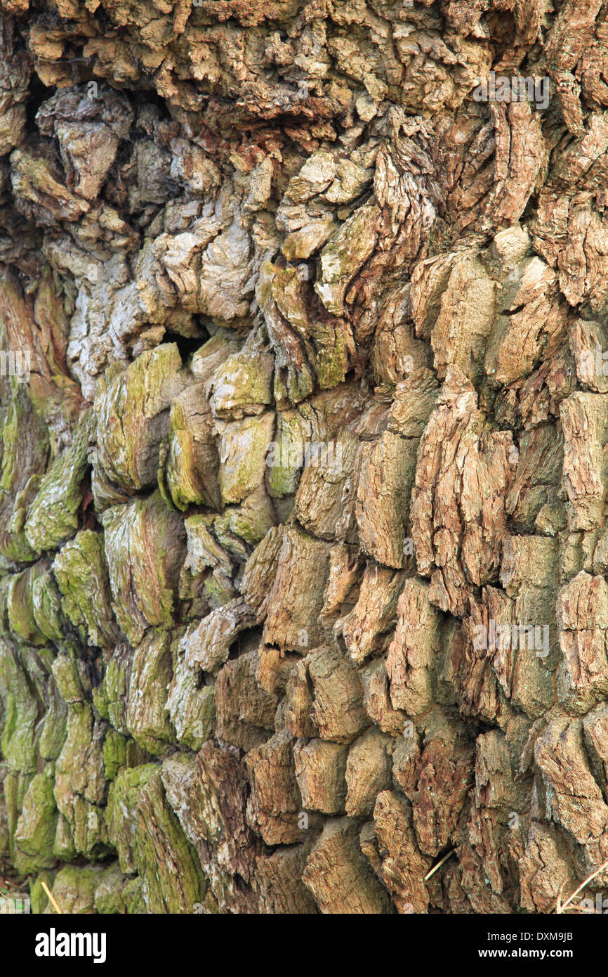 Oak tree face hi-res stock photography and images - Alamy