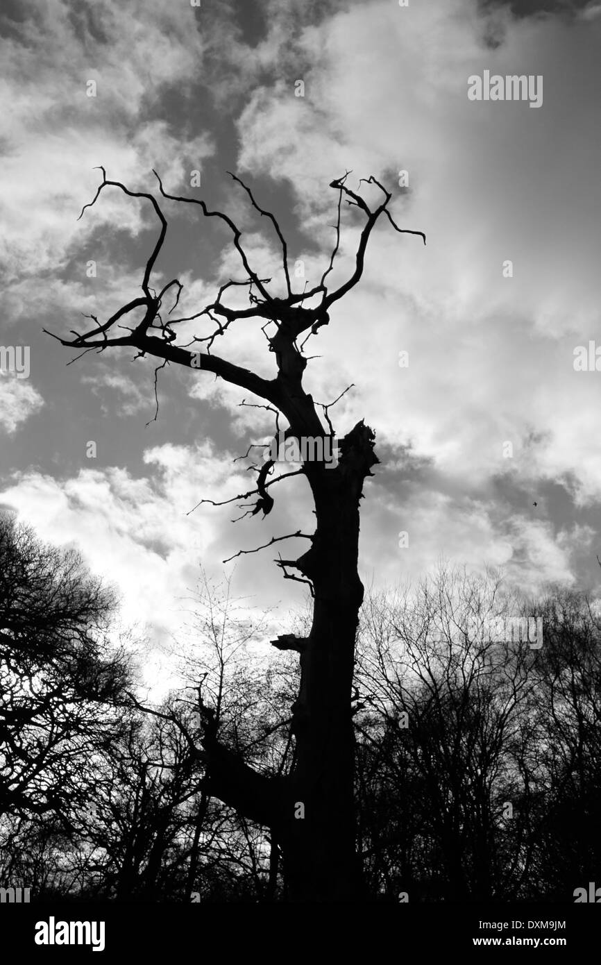 dead oak tree Stock Photo - Alamy