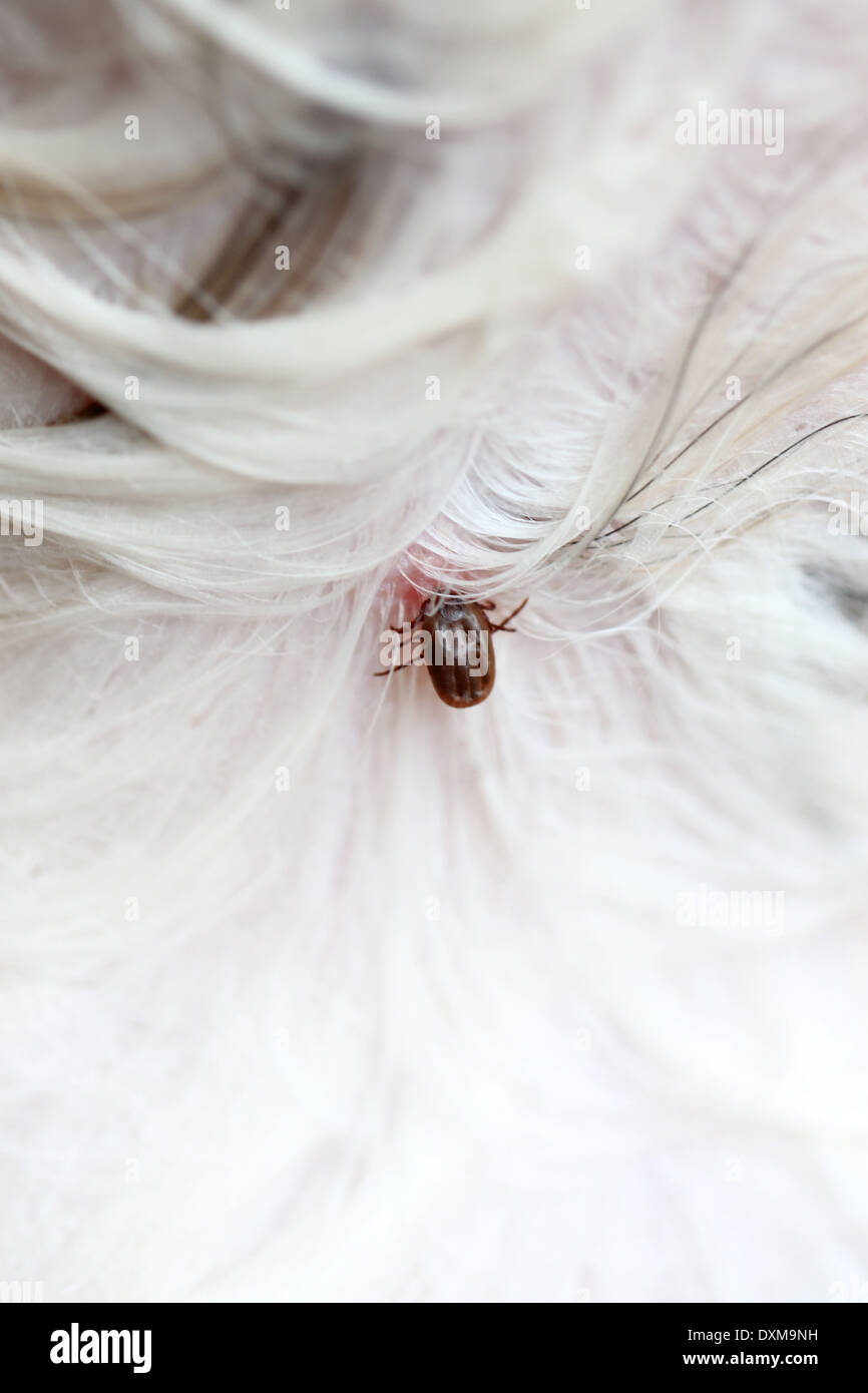 Big Ticks On Dog High Resolution Stock Photography and Images - Alamy
