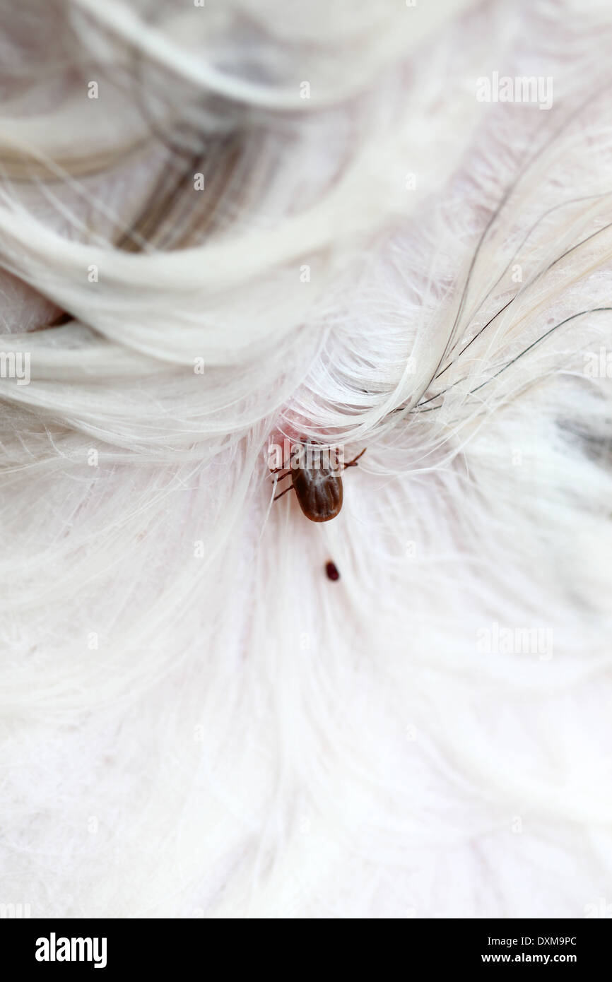 Big ticks on dog hi-res stock photography and images - Alamy