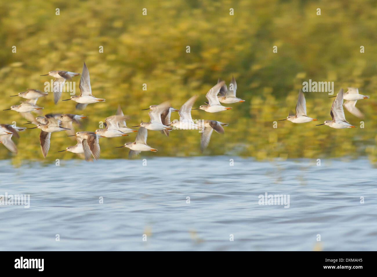 Birds of the palearctic region hi-res stock photography and images - Alamy