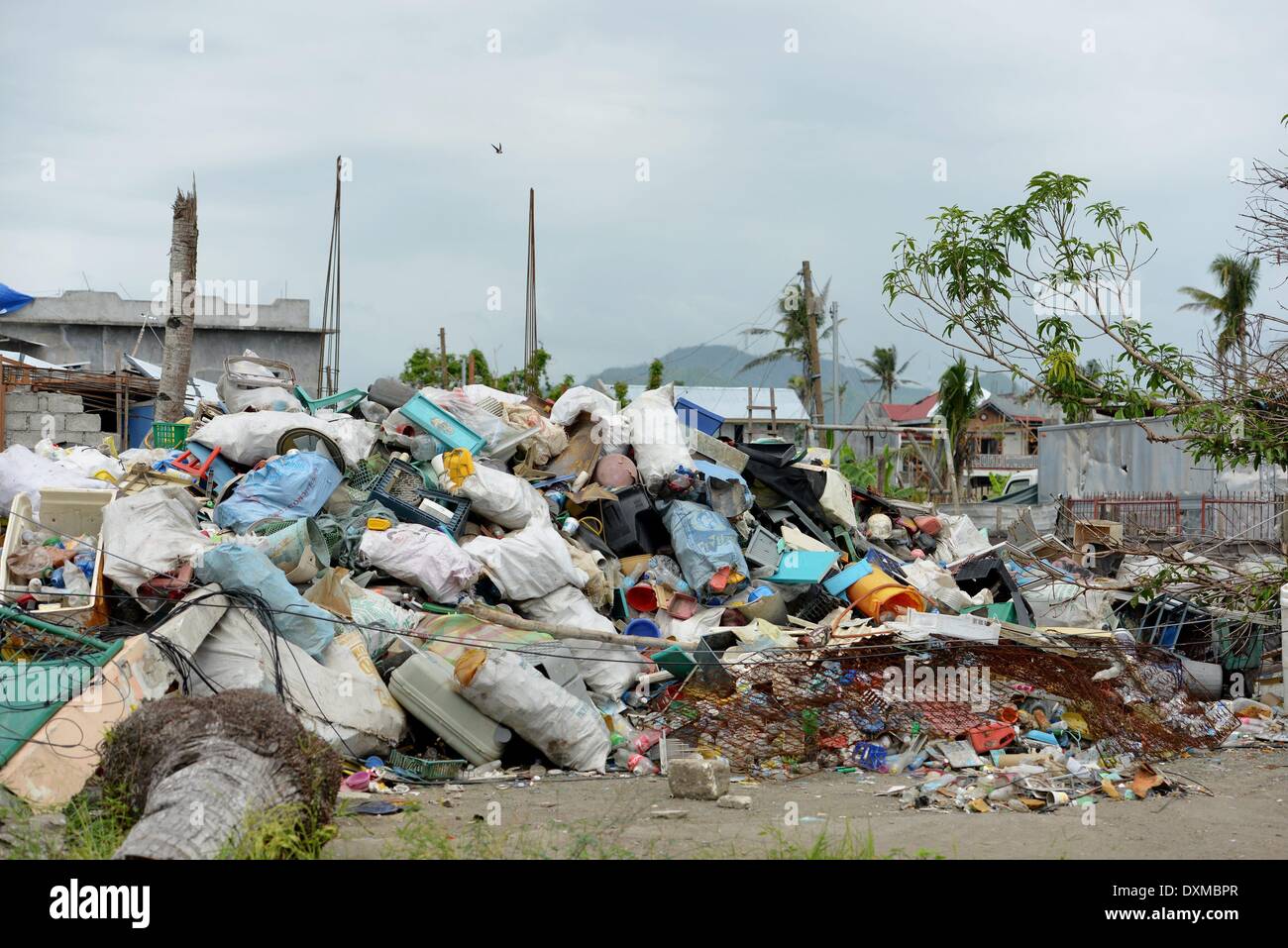 Destroyed buildings and trees after the super typhoon Haiyan in the ...