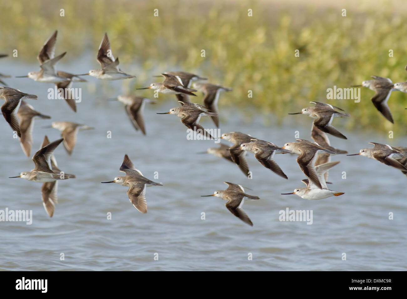 Terek region hi-res stock photography and images - Alamy