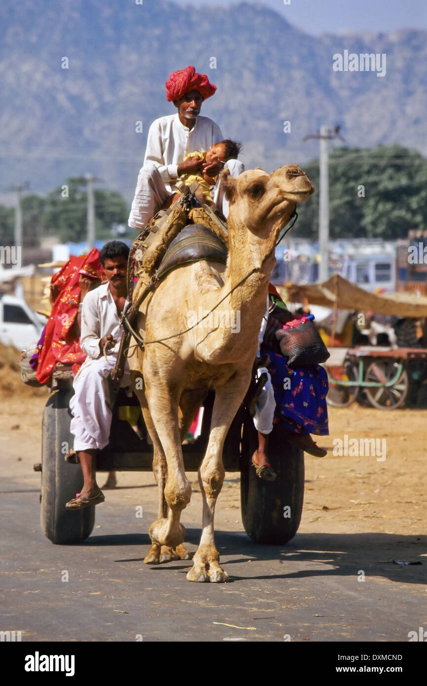 Camel pulling hi-res stock photography and images - Alamy
