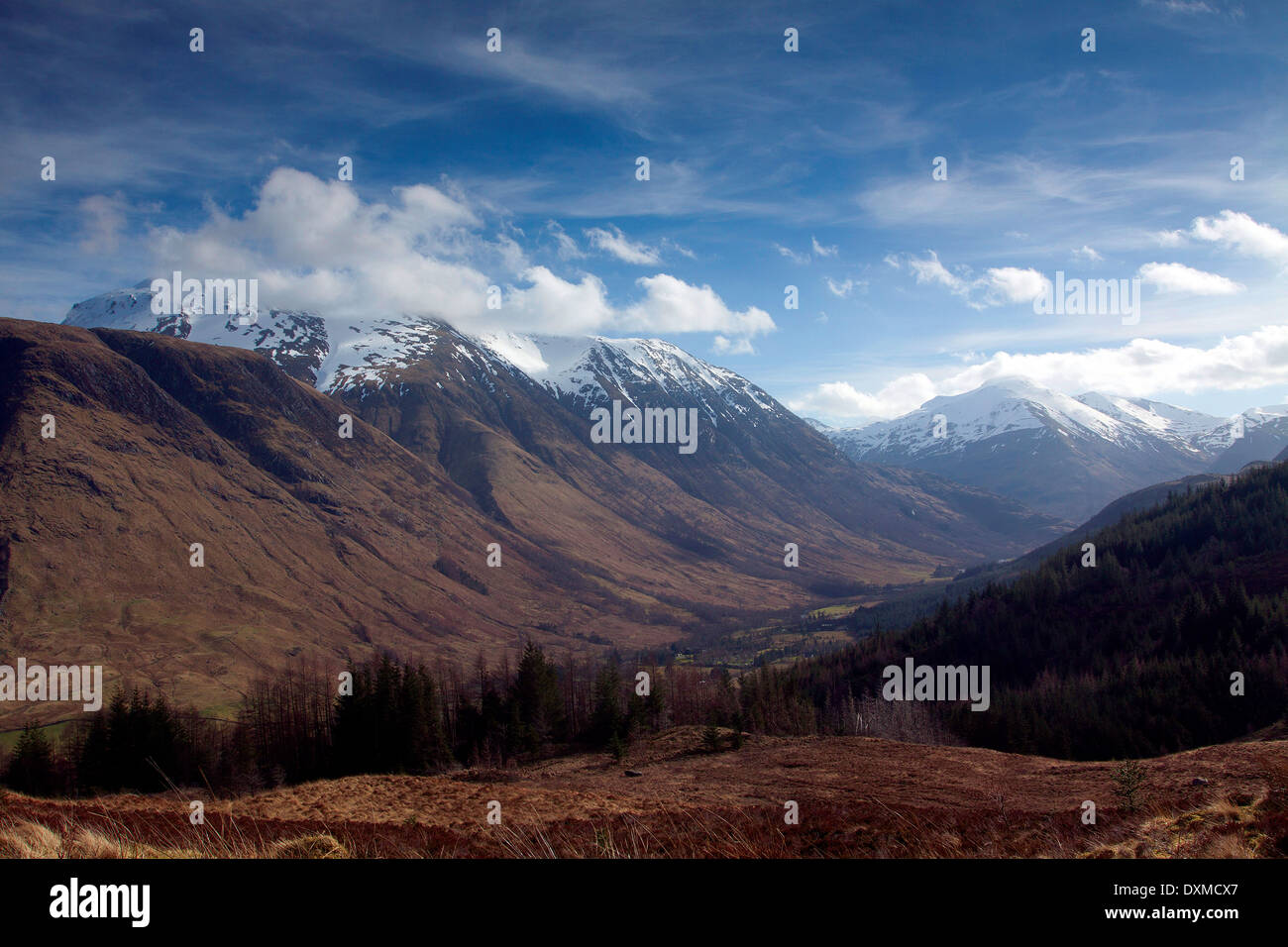 Ben cow hi-res stock photography and images - Alamy