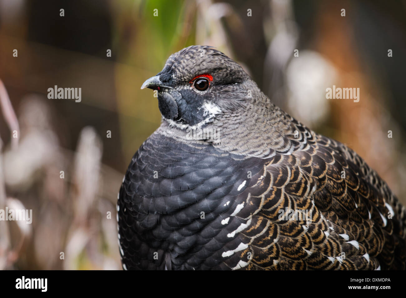 Hunter mountain wild forest hi-res stock photography and images - Alamy