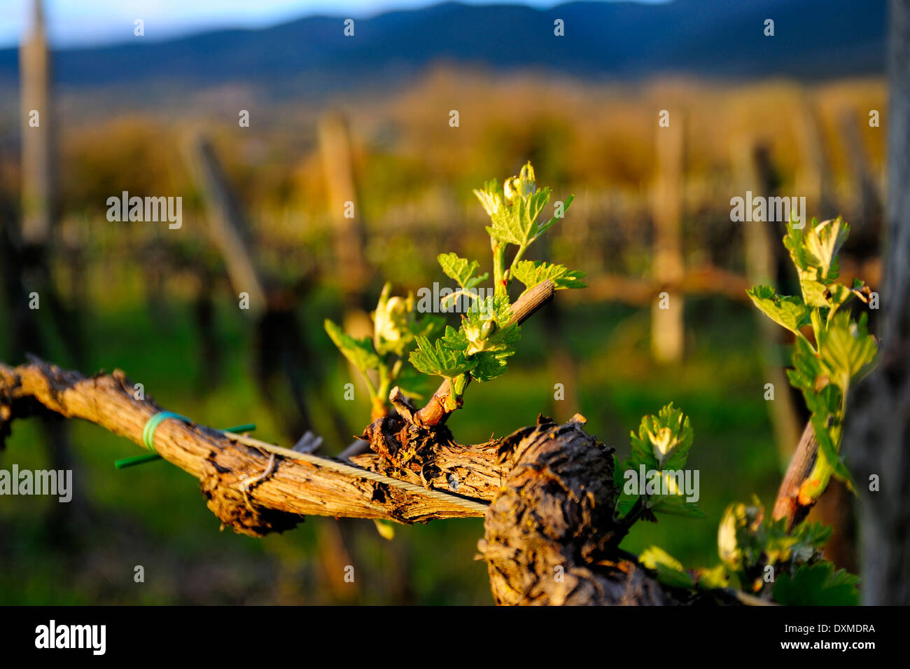 Grapes italy hi-res stock photography and images - Alamy