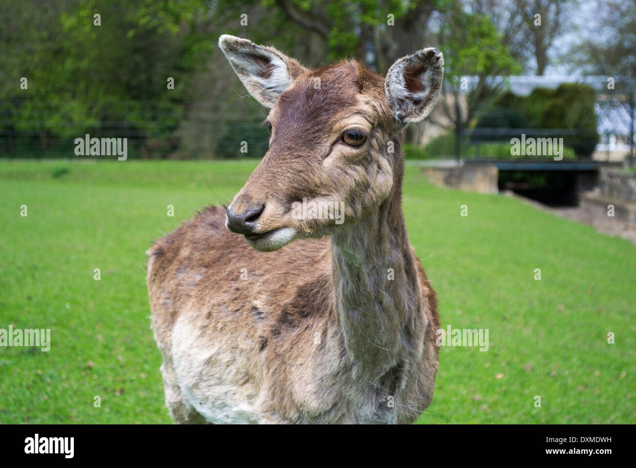 Fallow doe woodland spring hi-res stock photography and images - Alamy