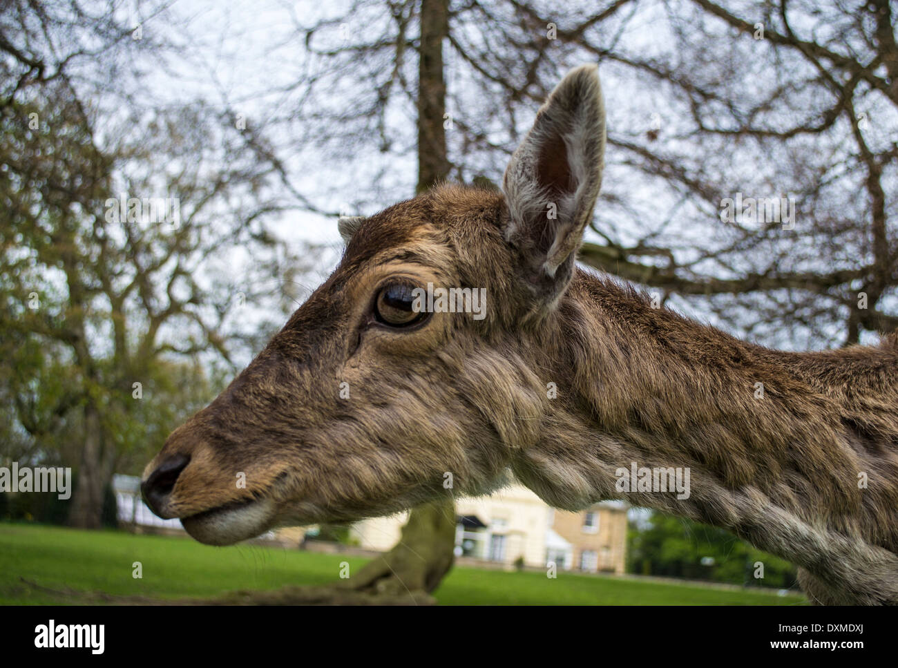 A side view of a young fallow deer's head Stock Photo - Alamy