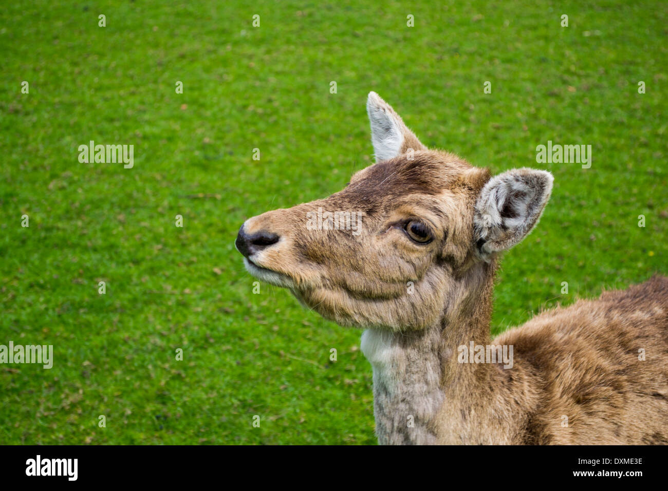 A young fallow deer against a green grass background Stock Photo - Alamy