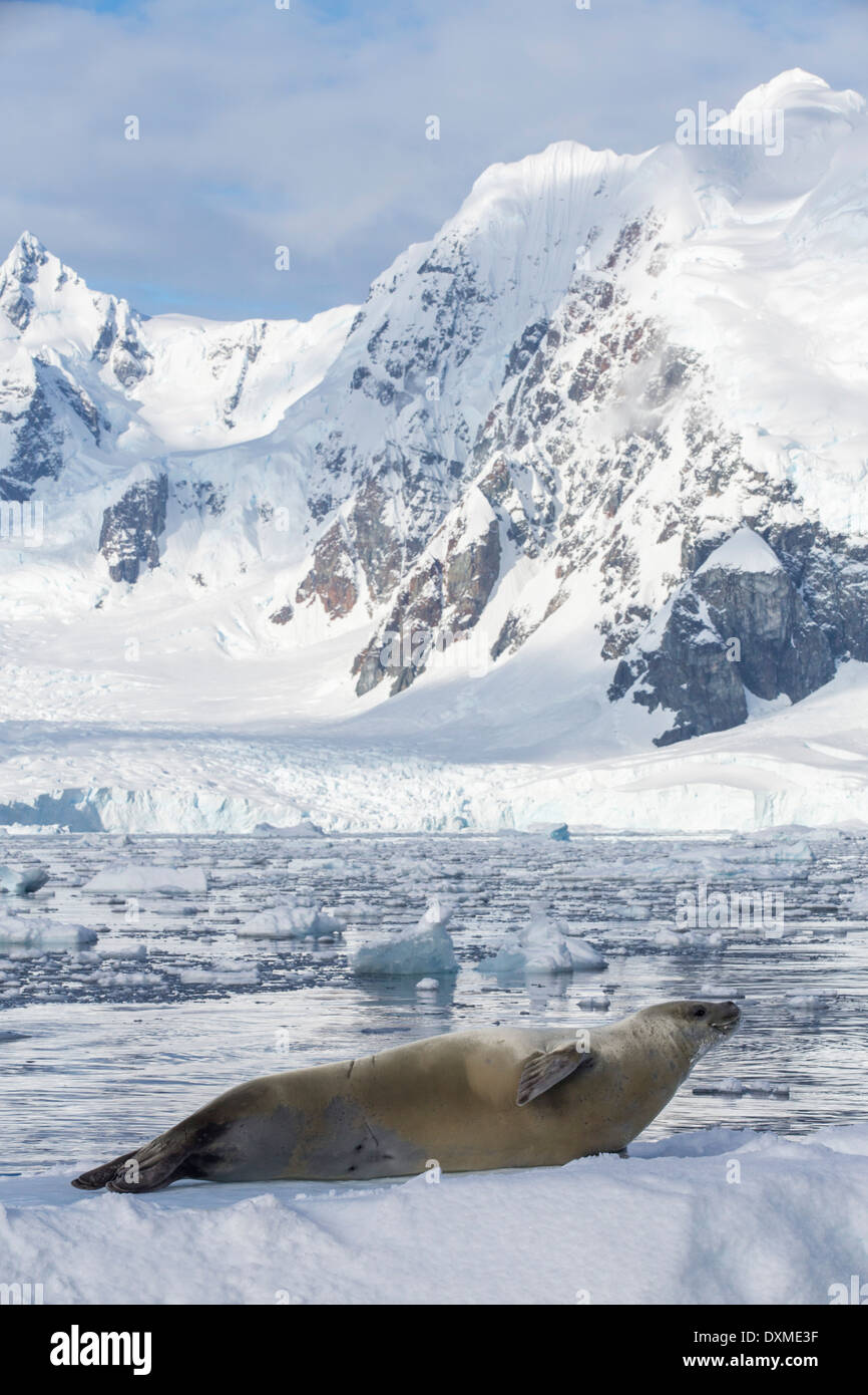 Crabeater Seal, Lobodon carcinophaga on an iceberg in Paradise Bay ...