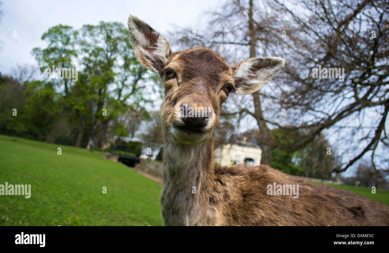 Fallow doe woodland spring hi-res stock photography and images - Alamy