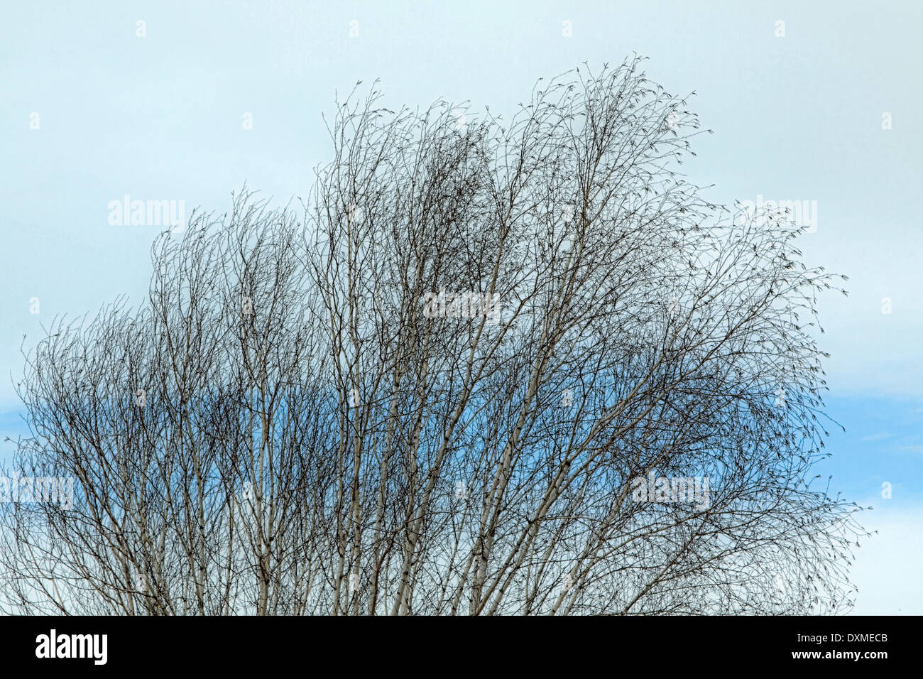 Silver birch woodland on sunny day hi-res stock photography and images ...