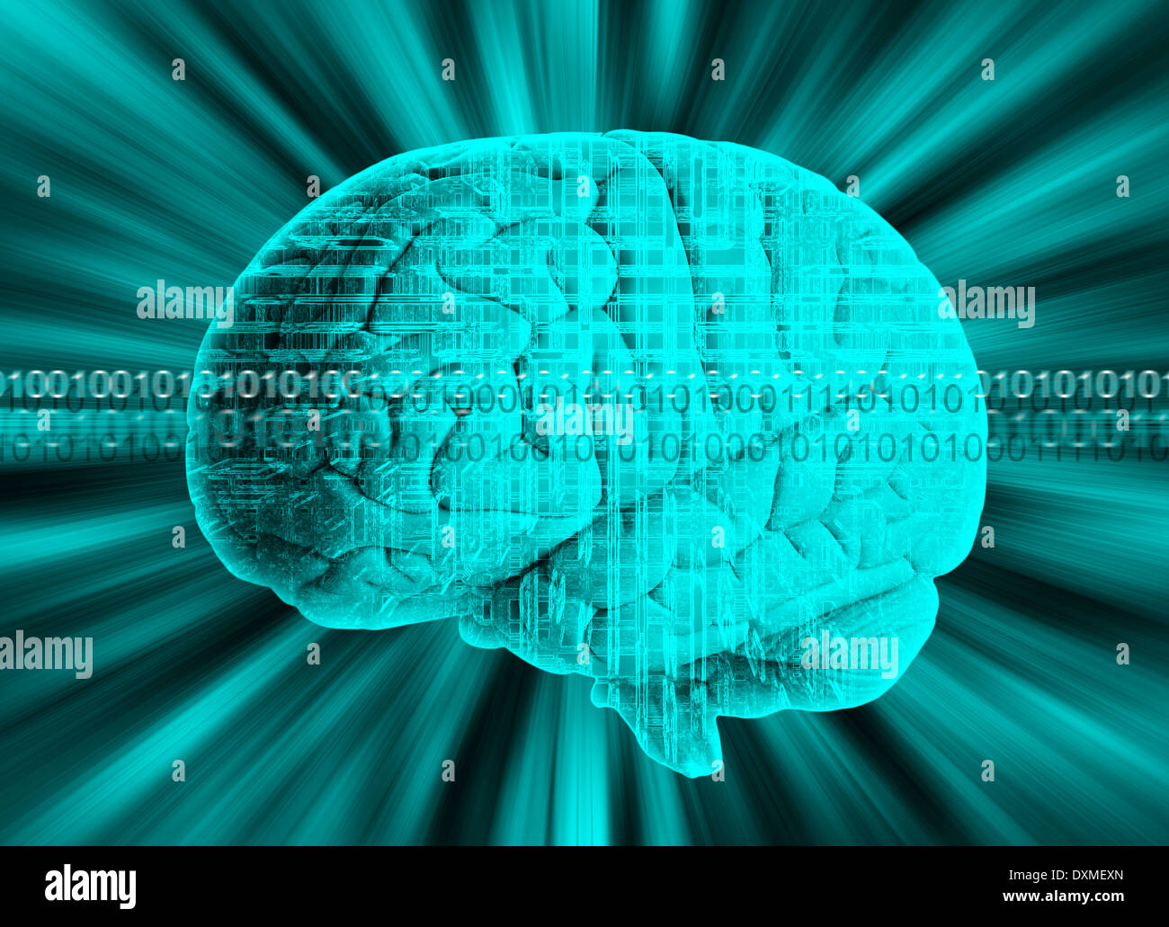 Human brain with binary code Stock Photo - Alamy