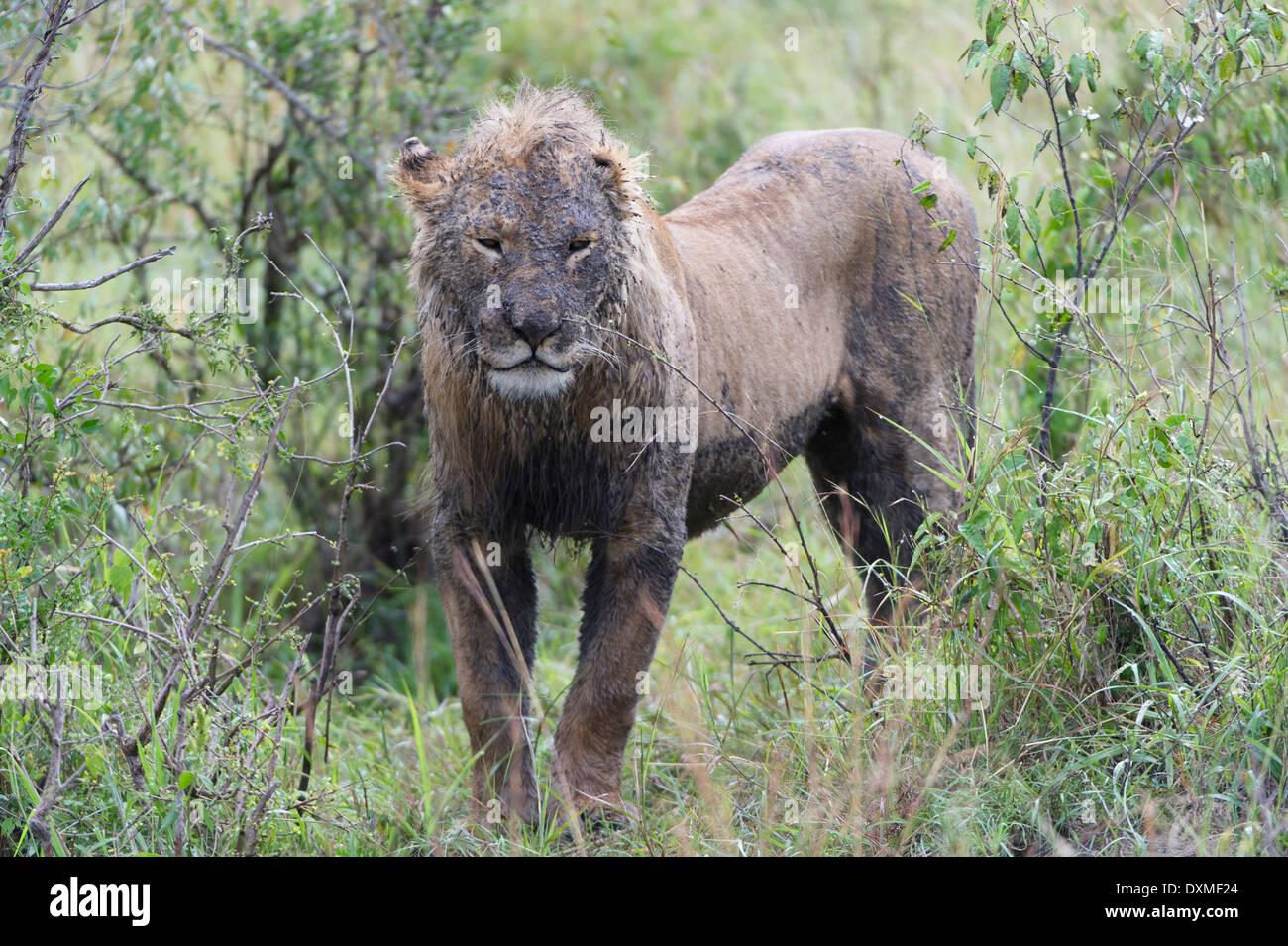 A very dirty Lion, male Ein sehr schmutziger Loewe, Maennchen Stock ...