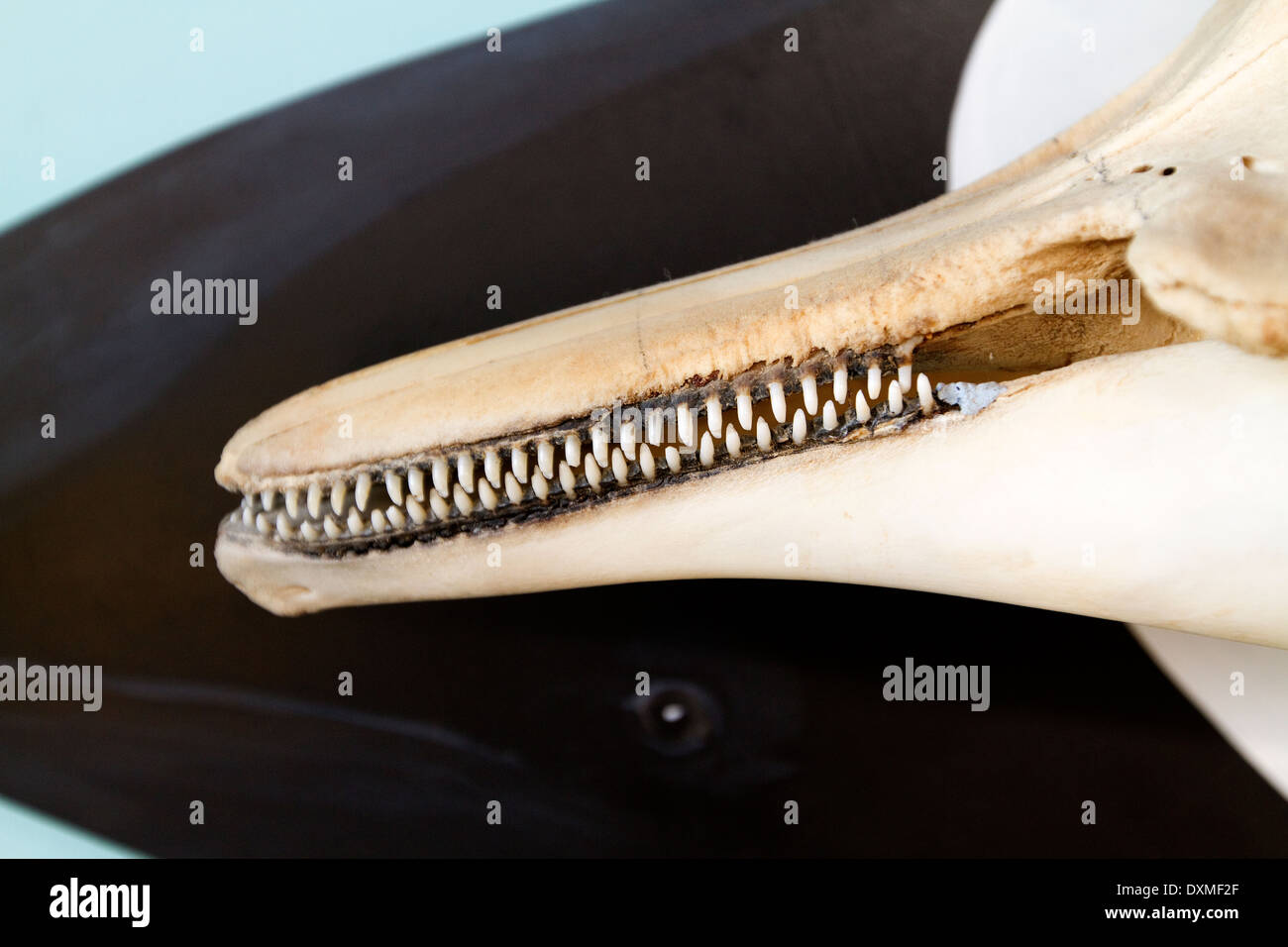 Commerson's dolphin,Cephalorhynchus commersonii, skeleton, Acatushún ...