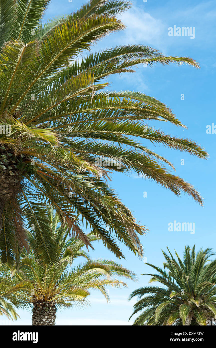 Background with palms and blue sky Stock Photo - Alamy