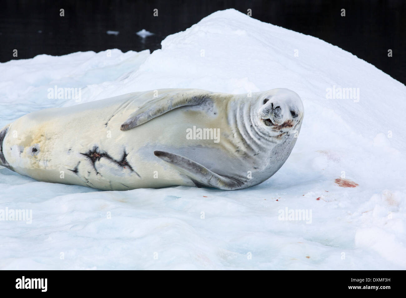Crabeater Seal, Lobodon carcinophaga on an iceberg in Paradise Bay ...