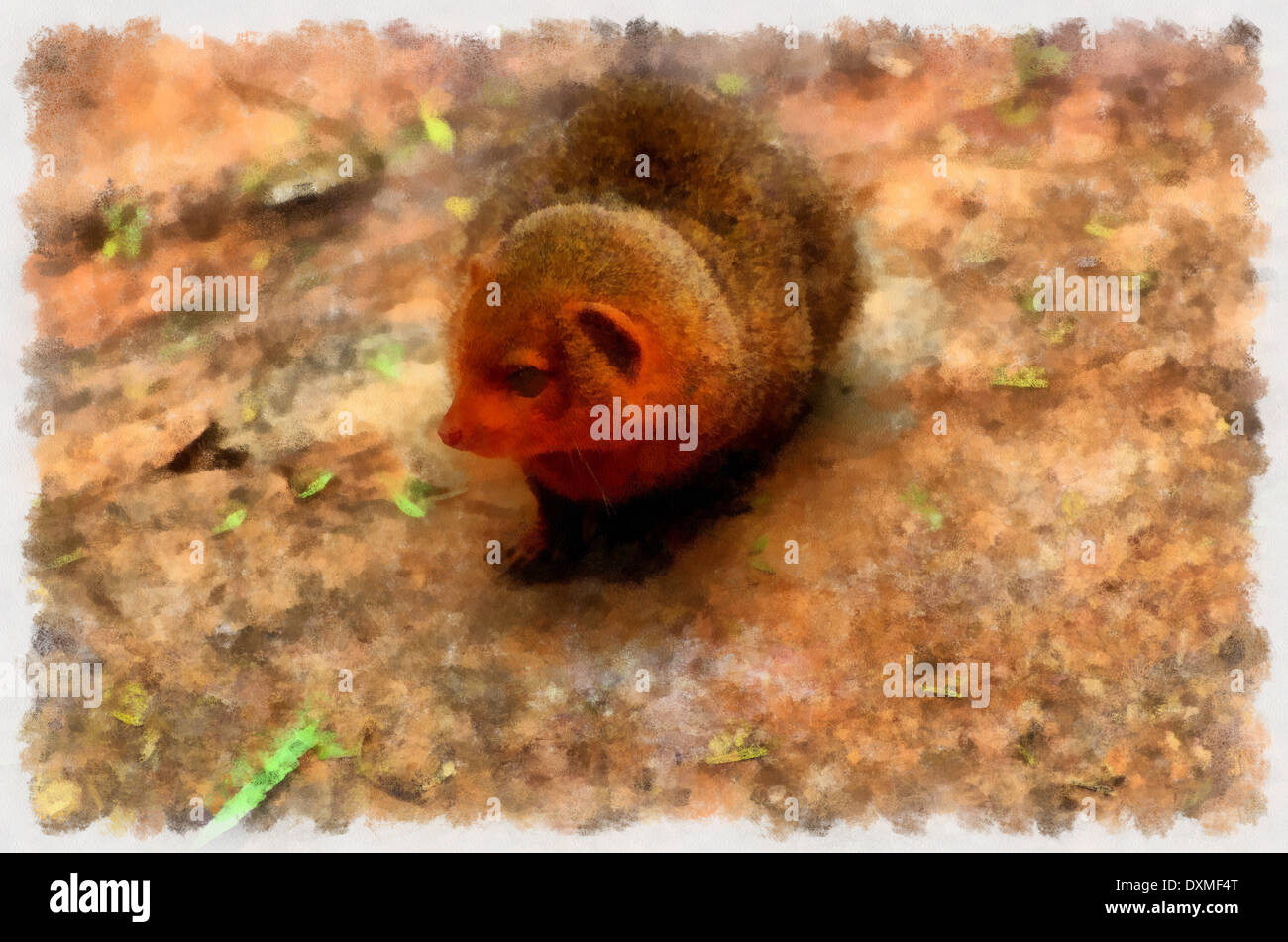 Mongoose illustrations hi-res stock photography and images - Alamy