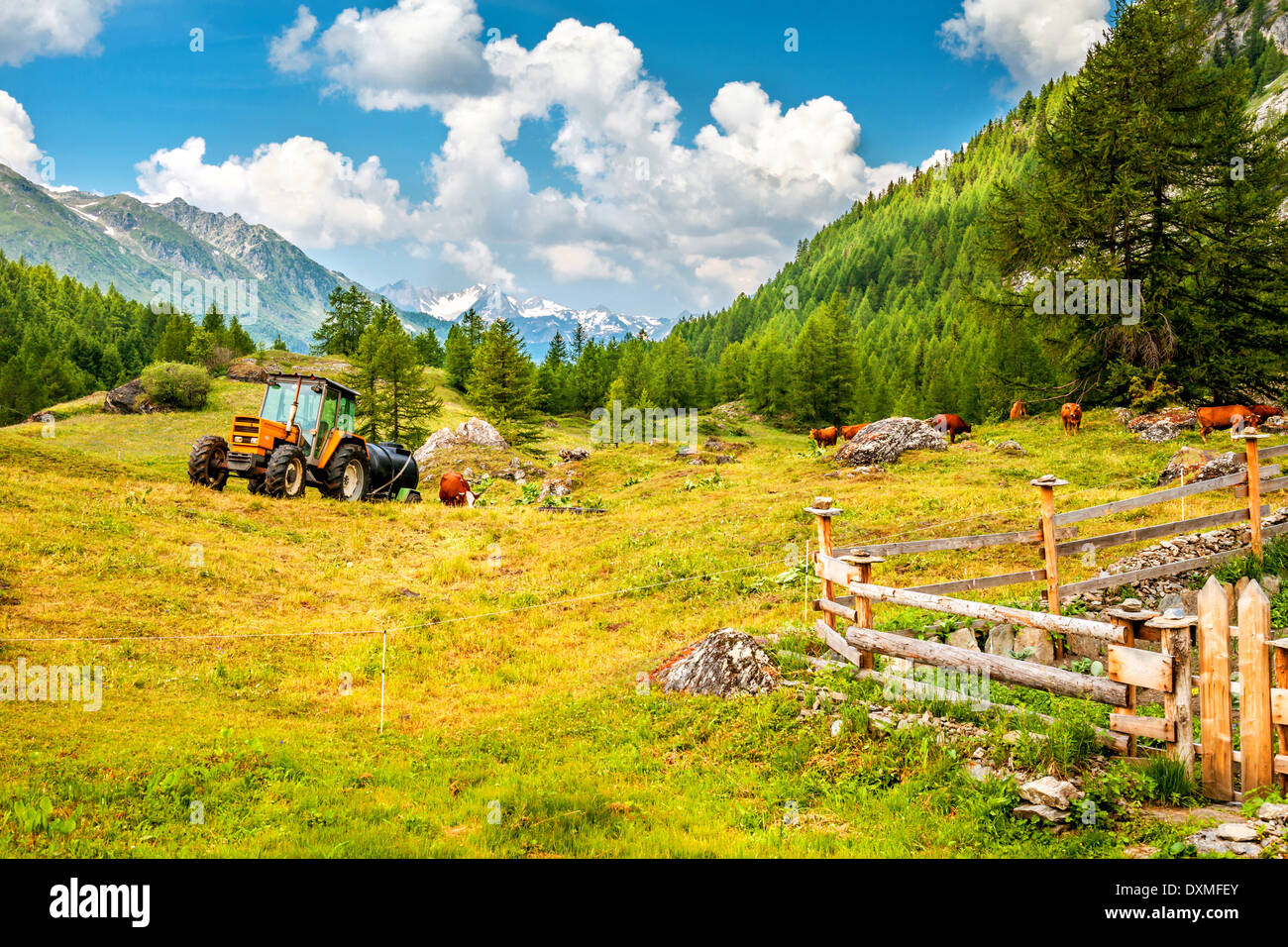 A farm in the Alps, with a tractor and a herd of cows and mountains n ...
