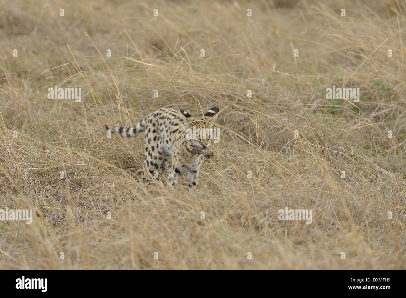 Serval (Leptailurus serval - Felis serval) having caught a prey (rodent ...