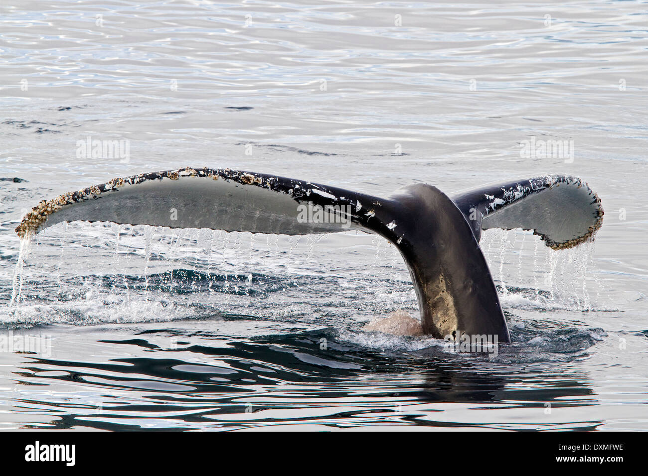 Antarctic Humpback whale tail, flukes, in Antarctica with pink whale ...