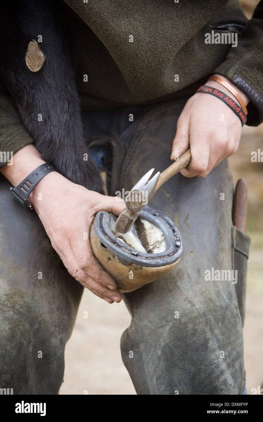 Professional farriers tools stable in hi-res stock photography and ...