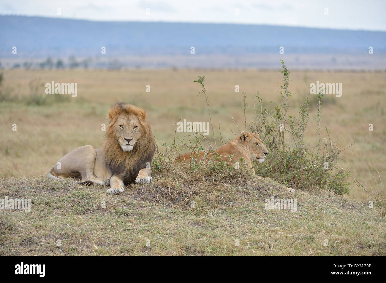 East African Lion - Masai Lion (Panthera leo nubica) male & female ...