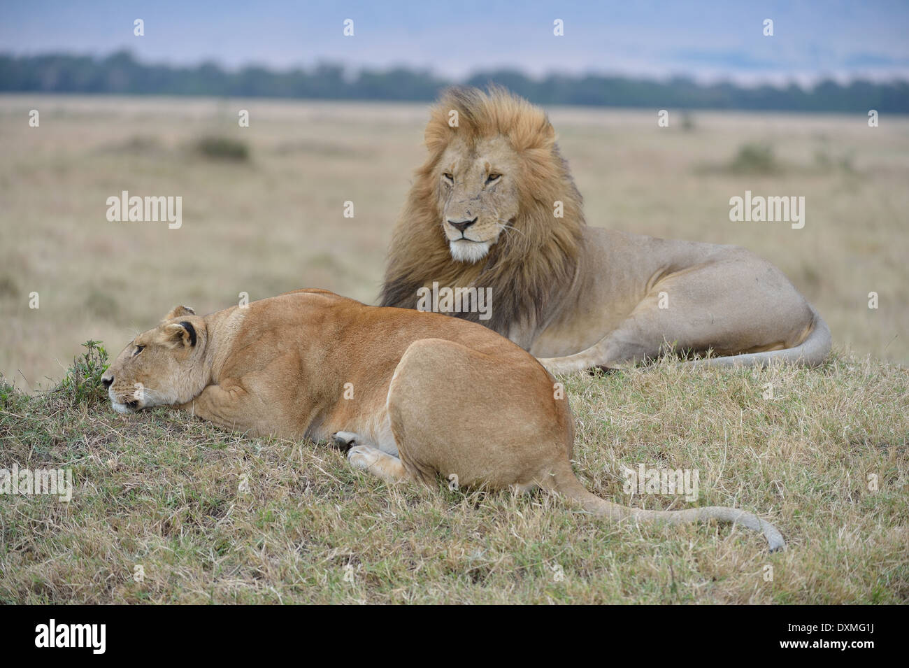 East African Lion - Masai Lion (Panthera leo nubica) male & female ...