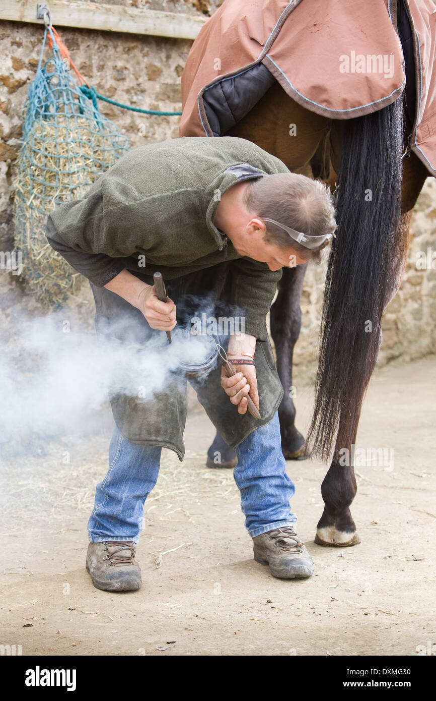 Farrier shoeing horse hi-res stock photography and images - Alamy