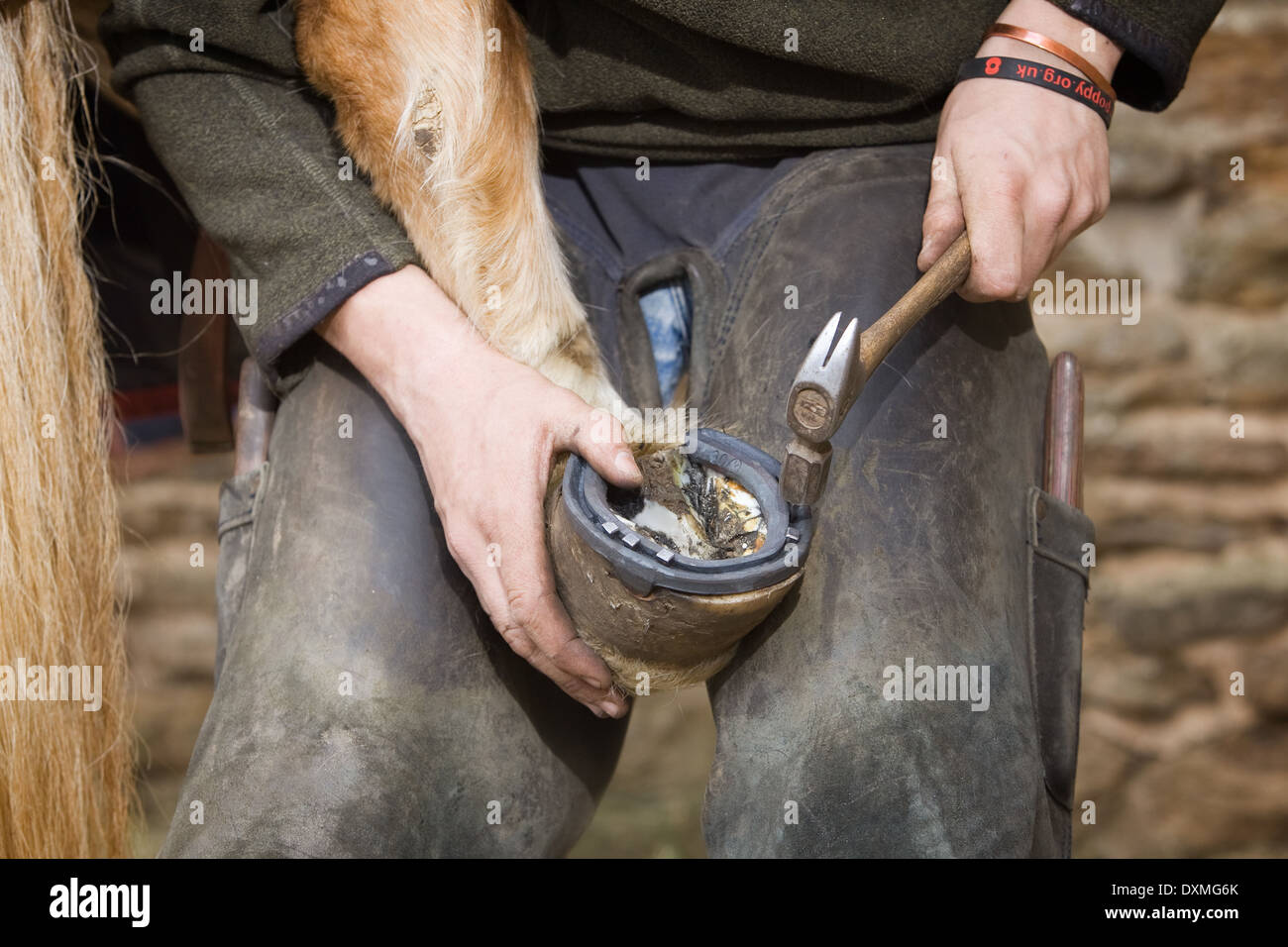 Professional farriers tools stable in hi-res stock photography and ...