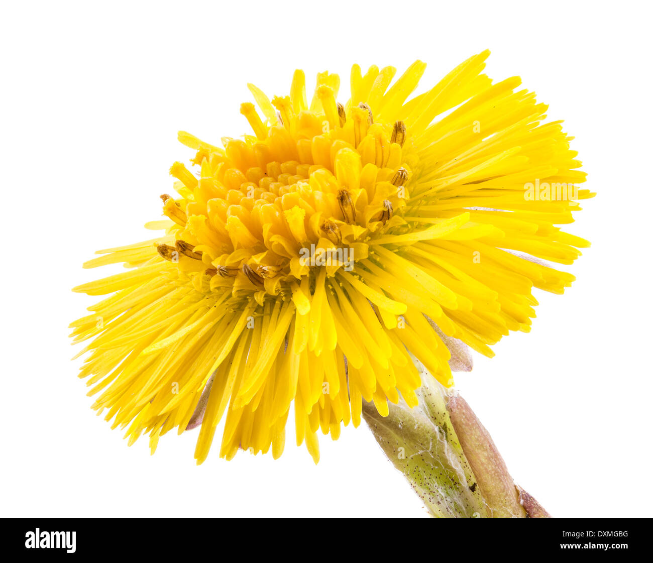 Coltsfoot blooming Cut Out Stock Images & Pictures - Alamy