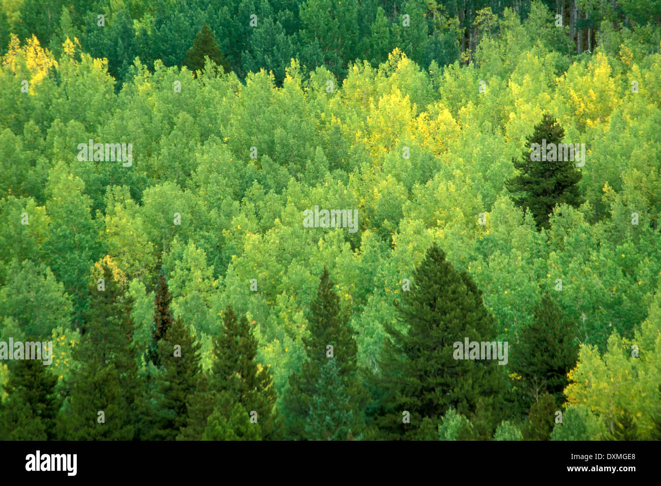 Early fall colors, Mount Zirkel Wilderness Area, Colorado USA Stock ...