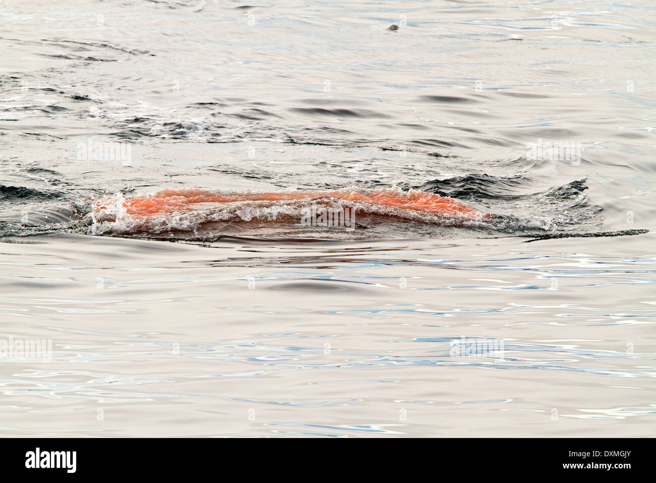 Antarctica whales, Humpback whales Antarctic, Megaptera novaeangliae ...