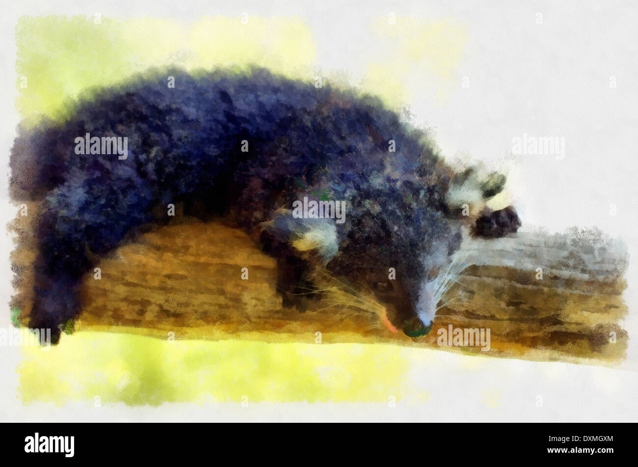 Illustration binturong hi-res stock photography and images - Alamy