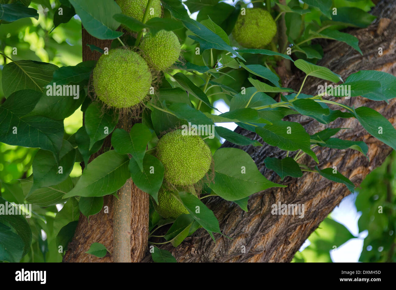 Maclura aurantiaca hi-res stock photography and images - Alamy