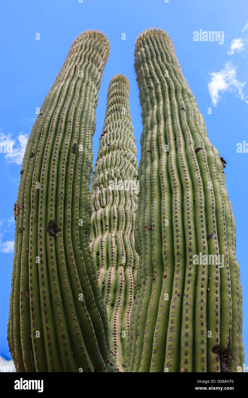 Arizona tucson cactus garden hi-res stock photography and images - Alamy