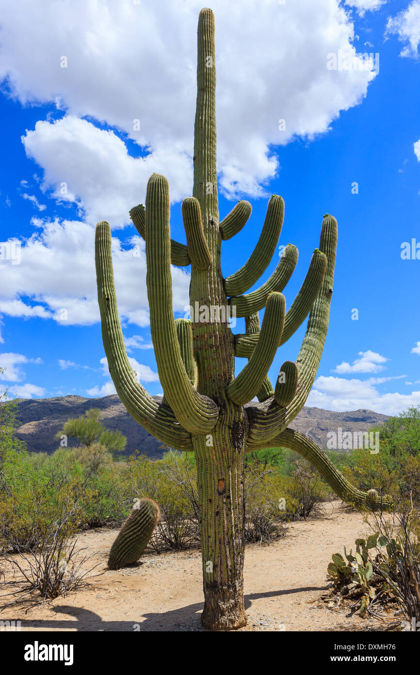 Cactus tree in Saguaro National Park, Arizona, USA Stock Photo - Alamy