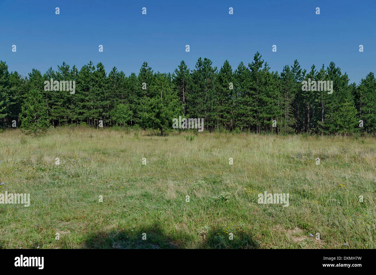 Conifer forest in Balkan mountain, Bulgaria Stock Photo - Alamy