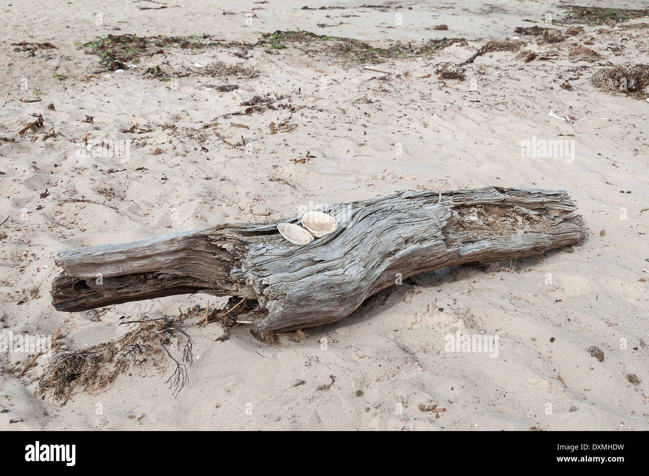 Driftwood with two shells on sandy beach Stock Photo - Alamy