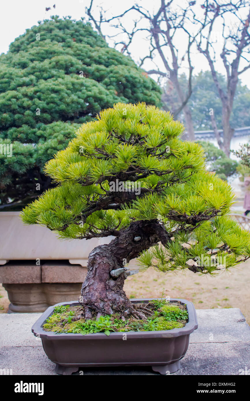 Penjing hi-res stock photography and images - Alamy