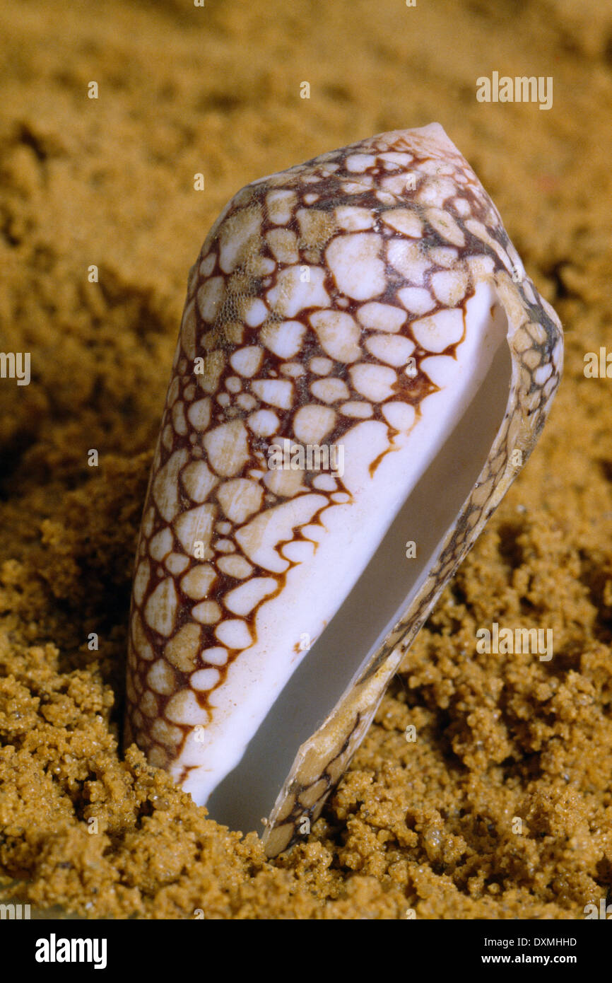 Conus textile linnaeus hi-res stock photography and images - Alamy