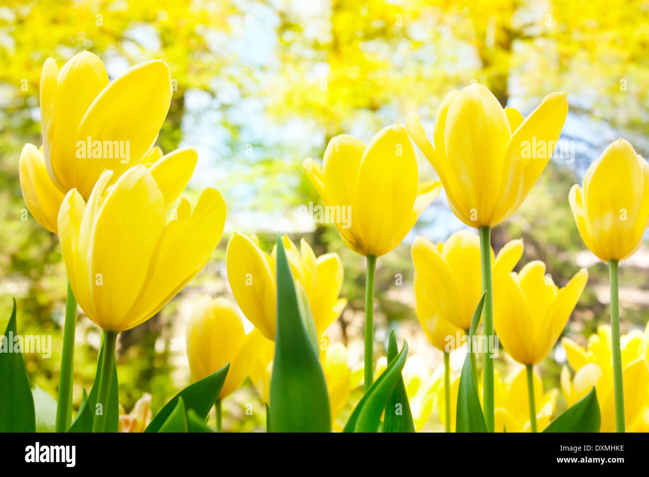 Design flowers background. Spring or summer floral nature background ...