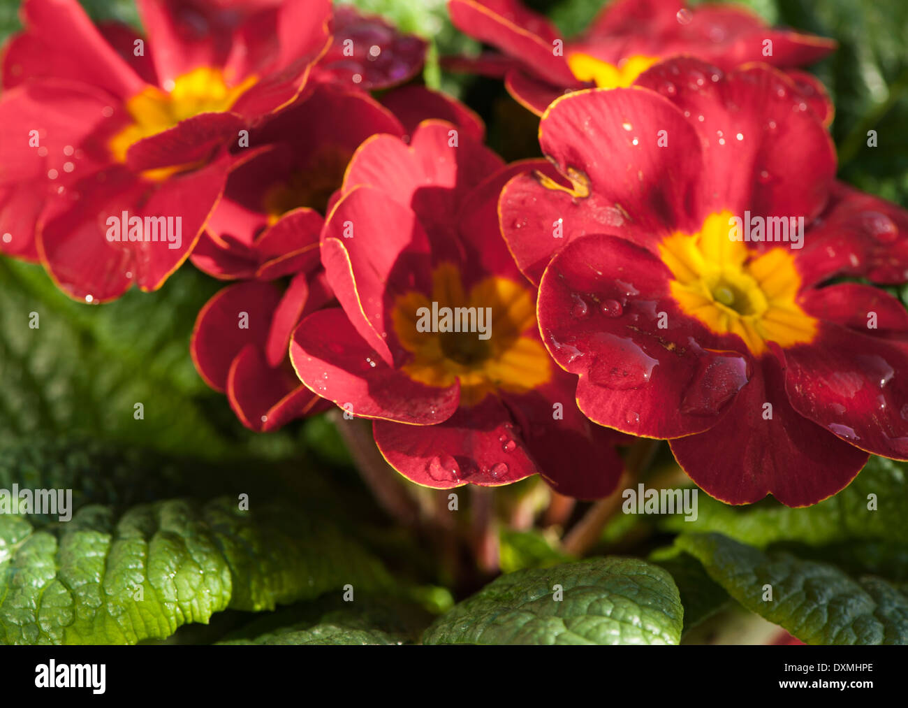 Red primrose hi-res stock photography and images - Alamy