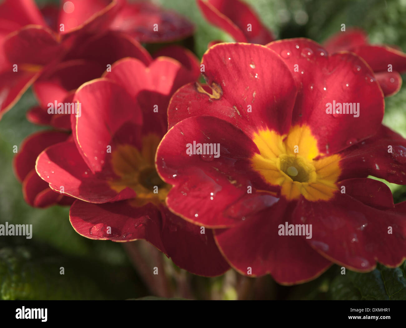 Red primrose hi-res stock photography and images - Alamy
