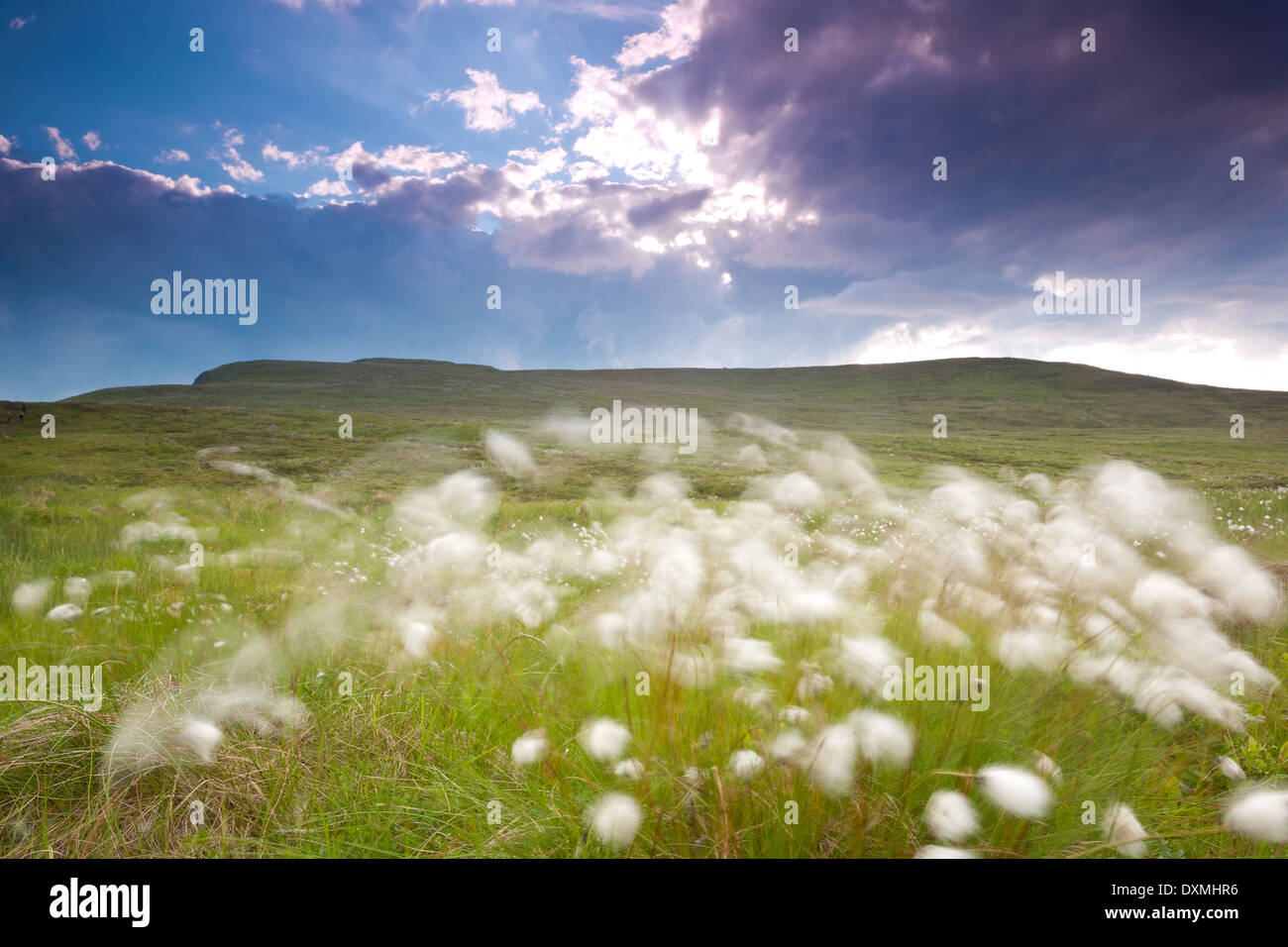 Cotton weed hi-res stock photography and images - Alamy