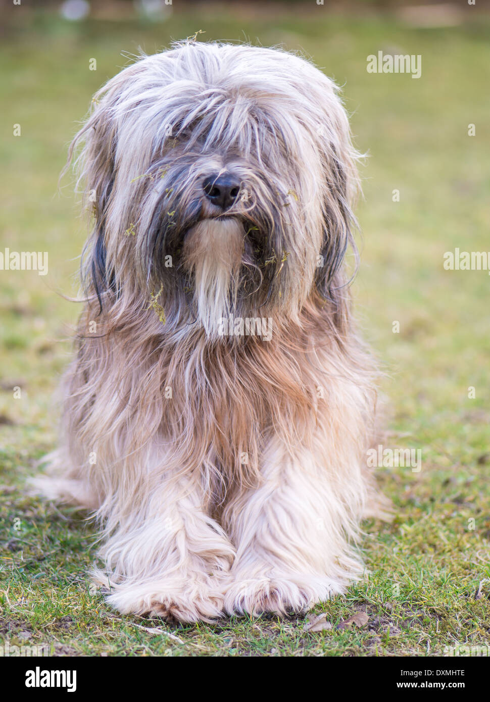 Breed canine disheveled dog fur hi-res stock photography and images - Alamy